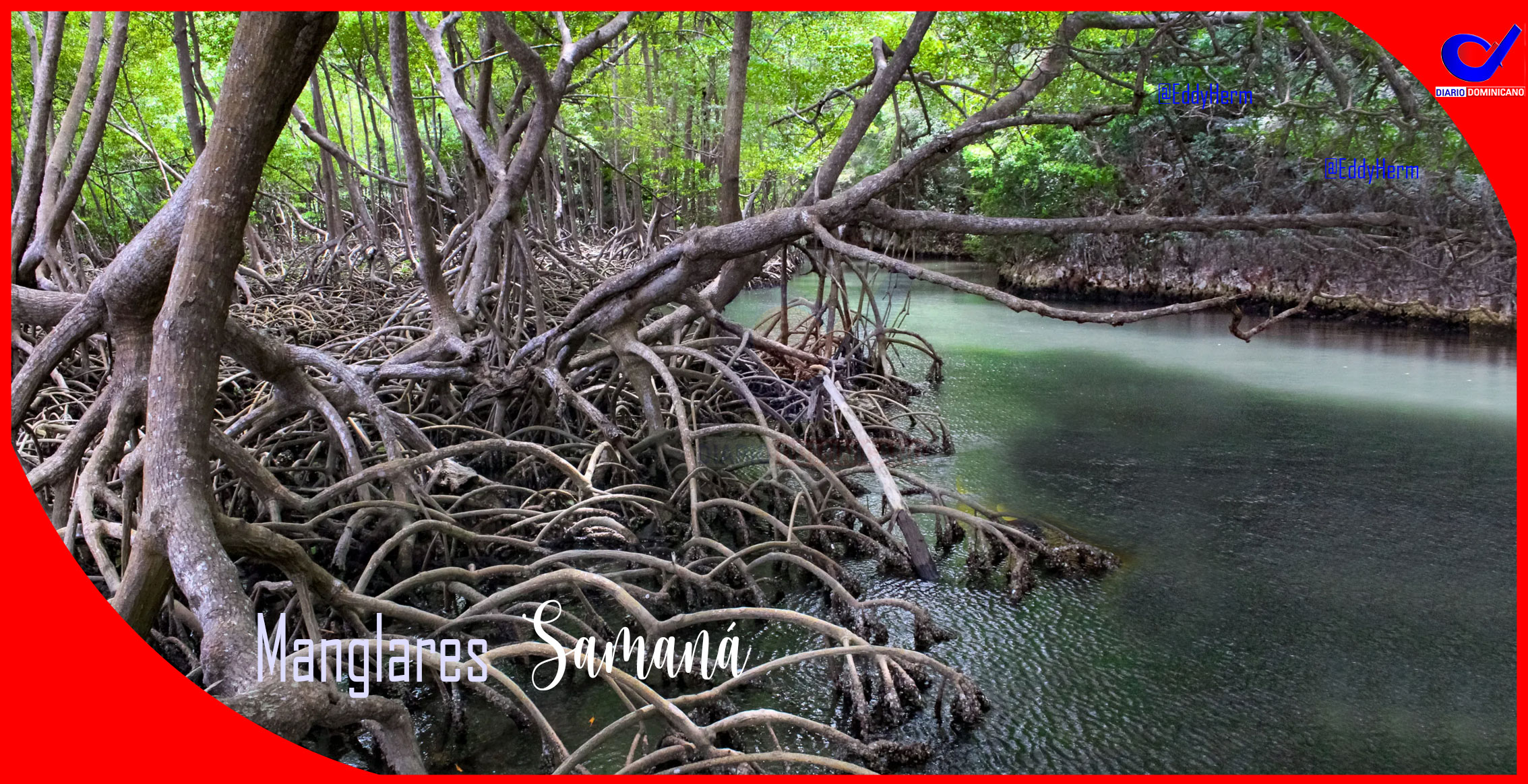 Cinco curiosidades que debes conocer sobre los manglares para valorar ...