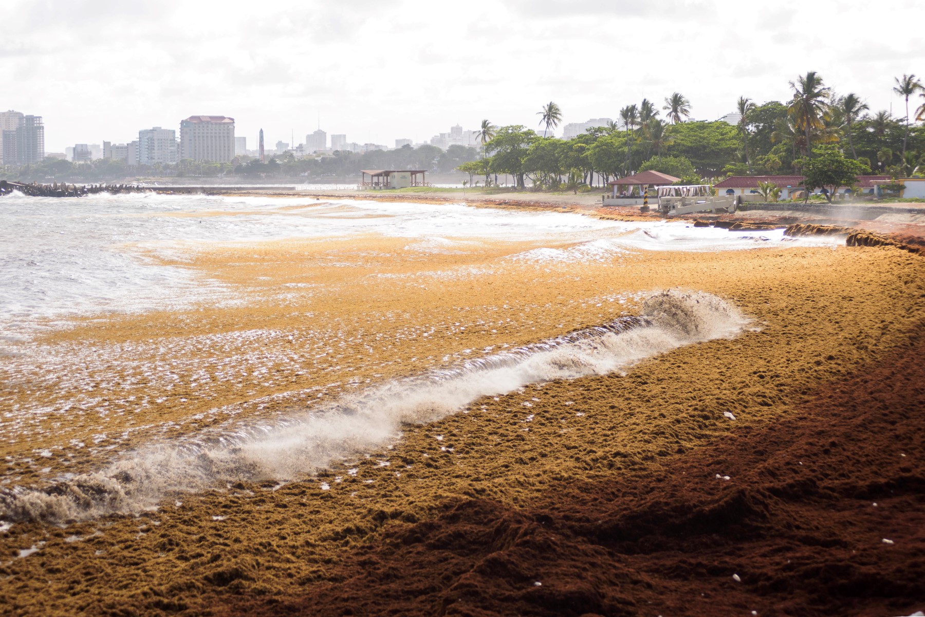 Epidemióloga orienta sobre efectos del sargazo en la piel y vías respiratorias – Diario Dominicano